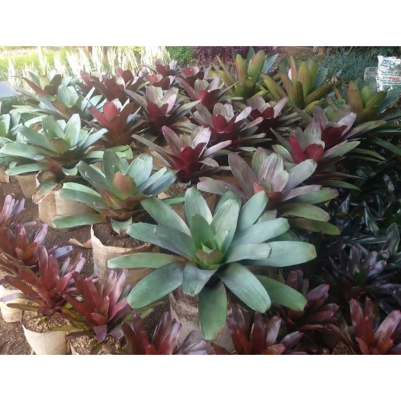 Jual tanaman hias bromelia jayen besar/bromel giant jumbo | Shopee ...