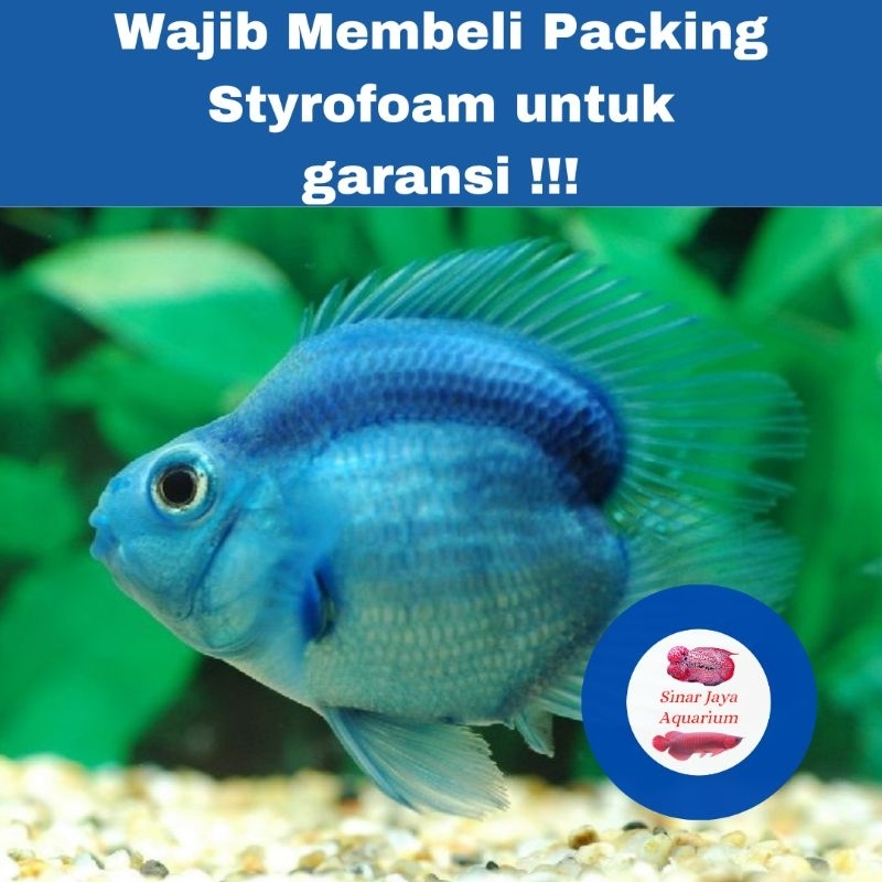 Jual Ikan Red Blue Parrot Tail & No Tail / Ikan Parrot Merah / Blood ...
