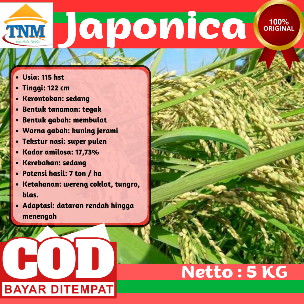 Jual BIJI PADI UNGGUL JAPONICA | Shopee Indonesia