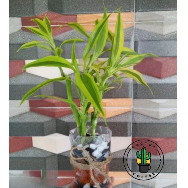 Jual Tanaman Hias Bambu Hoki Srirejeki Golden Tanaman Hias Bisa Hidup ...