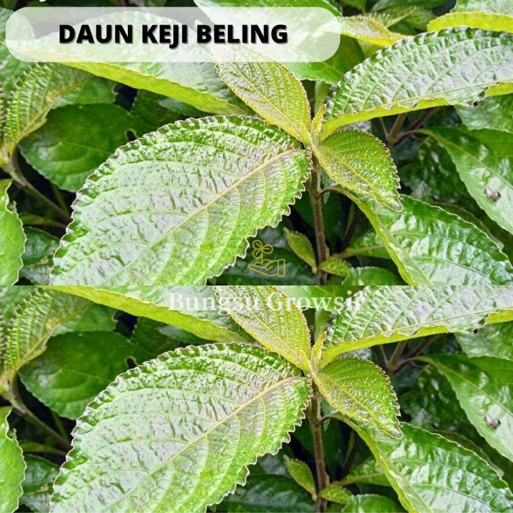 Jual Daun Keji Beling Segar Daun Herbal Pecah Beling 1 Lembar | Shopee ...