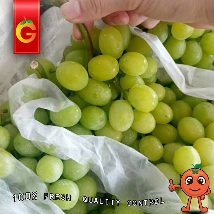 Jual BUAH ANGGUR HIJAU MUSCAT FRESH 500 GRAM | Shopee Indonesia