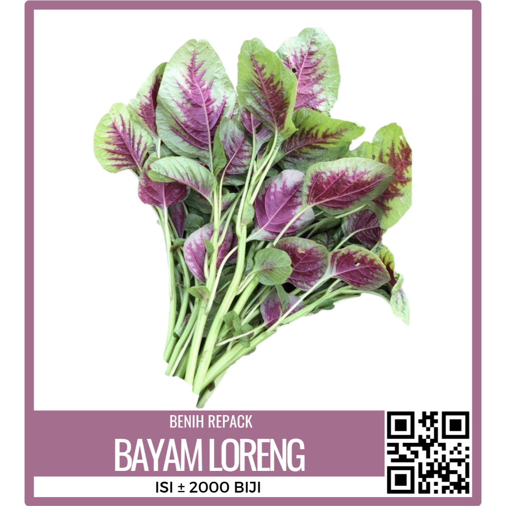 Jual BENIH BIBIT BAYAM LORENG BATIK KEMASAN REPACK ISI RATUSAN KEMASAN ...