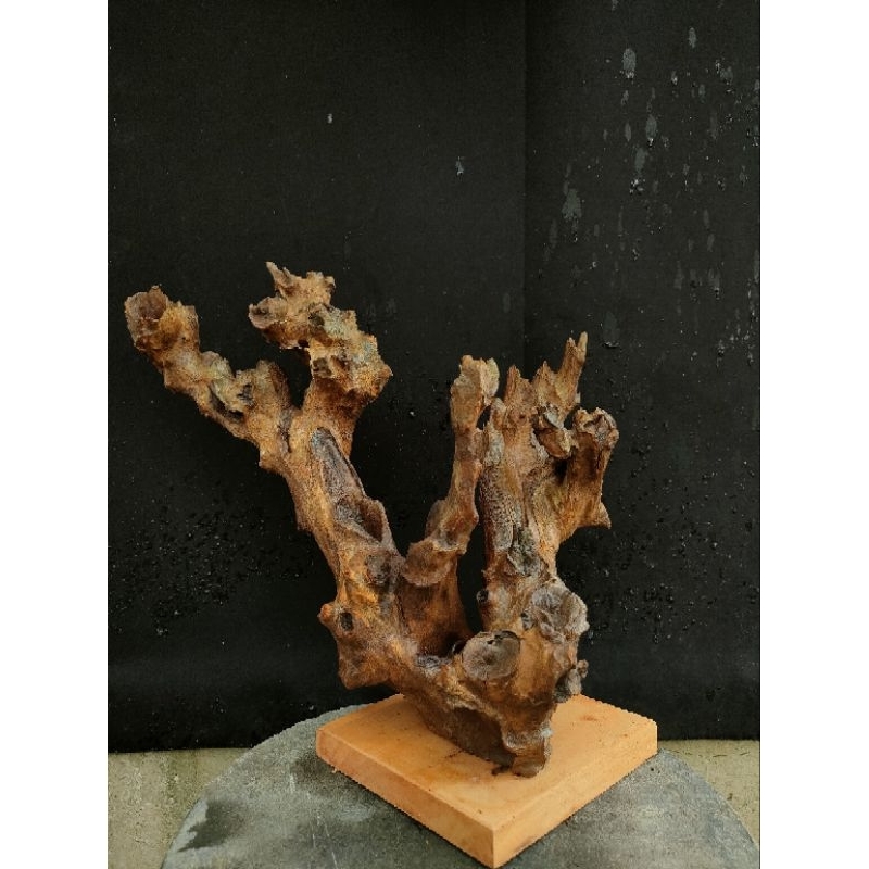 Jual kayu fosil buat tanaman lebih keren | Shopee Indonesia