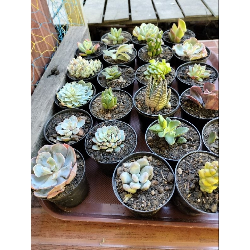 Jual TANAMAN KAKTUS SEKULEN SKULEN MINI FREE POT | Shopee Indonesia