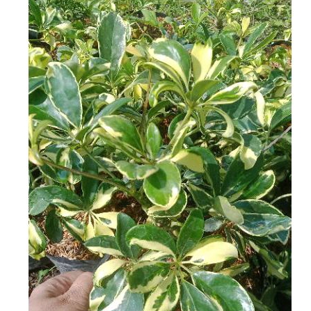 Jual jenis tanaman WALI SONGO | Shopee Indonesia