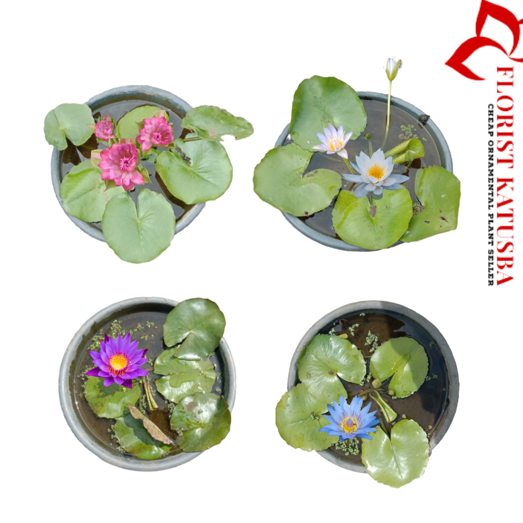 Jual paket 4 warna tanaman hias bunga teratai | Shopee Indonesia