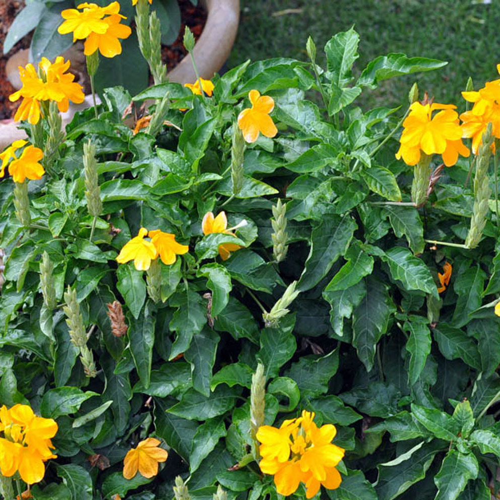 Jual Tanaman crossandra bunga kuning - Firecracker Flower yellow ...