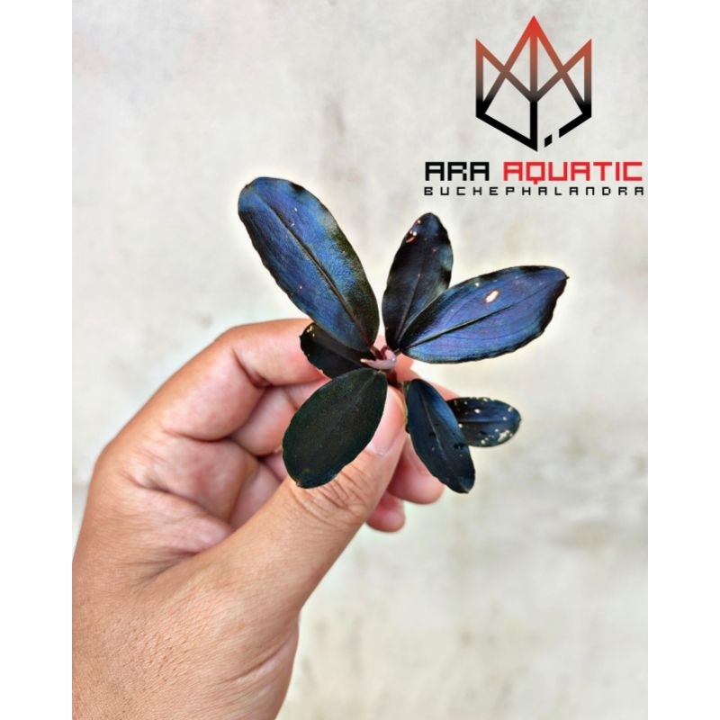 Jual bucephalandra red devil (5 pcs) | Shopee Indonesia