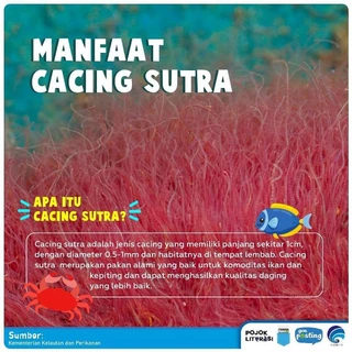 Jual Cacing Sutra Terlengkap & Harga Terbaru Juli 2024 | Shopee Indonesia