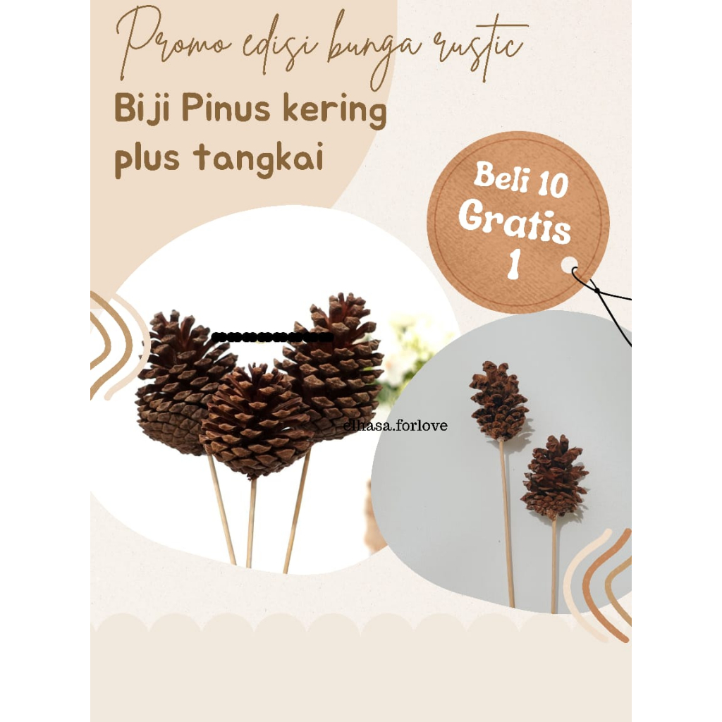 Jual Bunga pinus tangkai - biji pinus tangkai - bunga kering - bunga ...