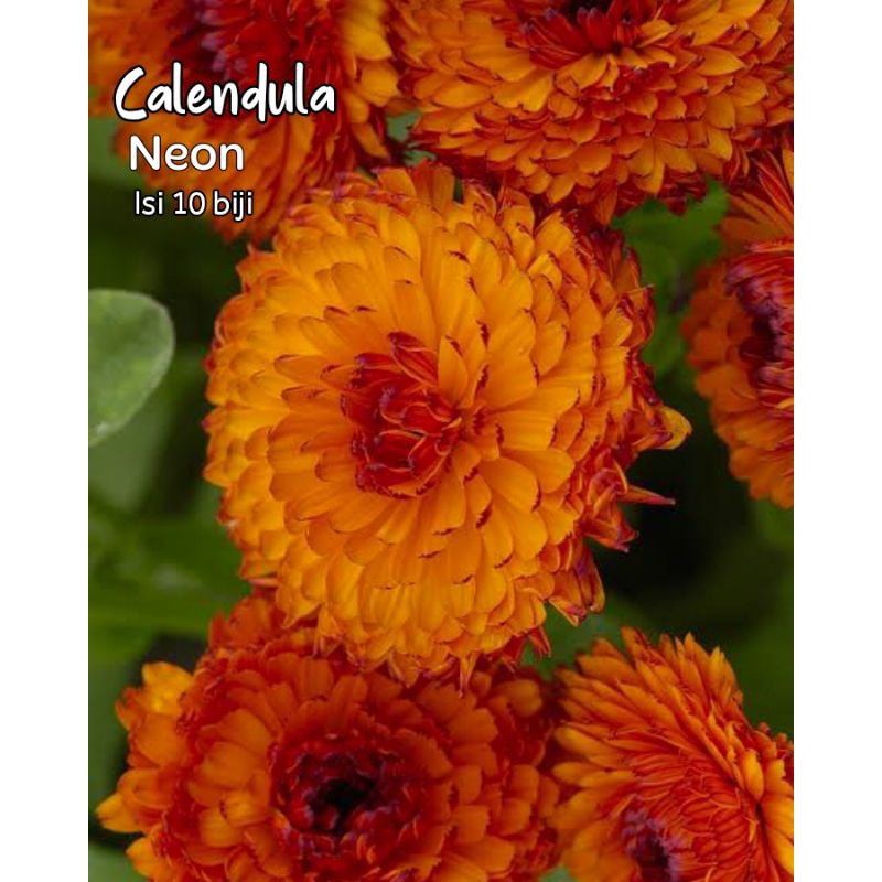 Jual Calendula Neon benih biji | Shopee Indonesia