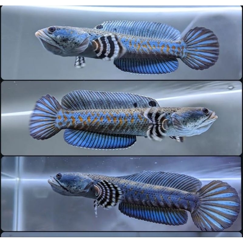 Jual Chana blue pulchra full dot yellow spot mulai keliatan size 4-5cm ...