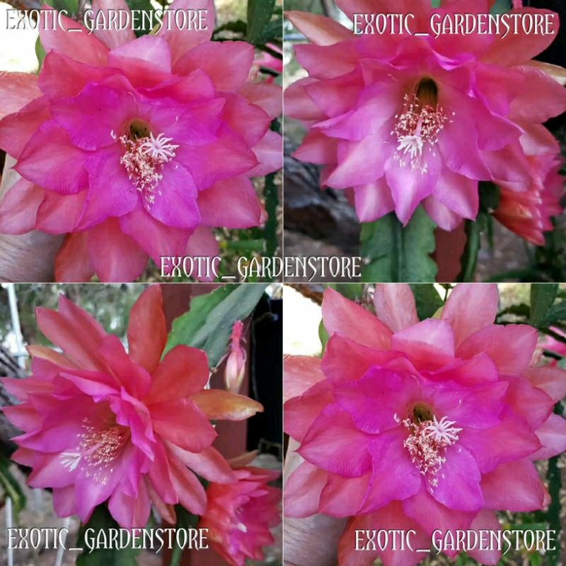 Jual Tanaman hias Epiphyllum ID JAN SUMPTER (wijaya kusuma hybrida) 100 ...