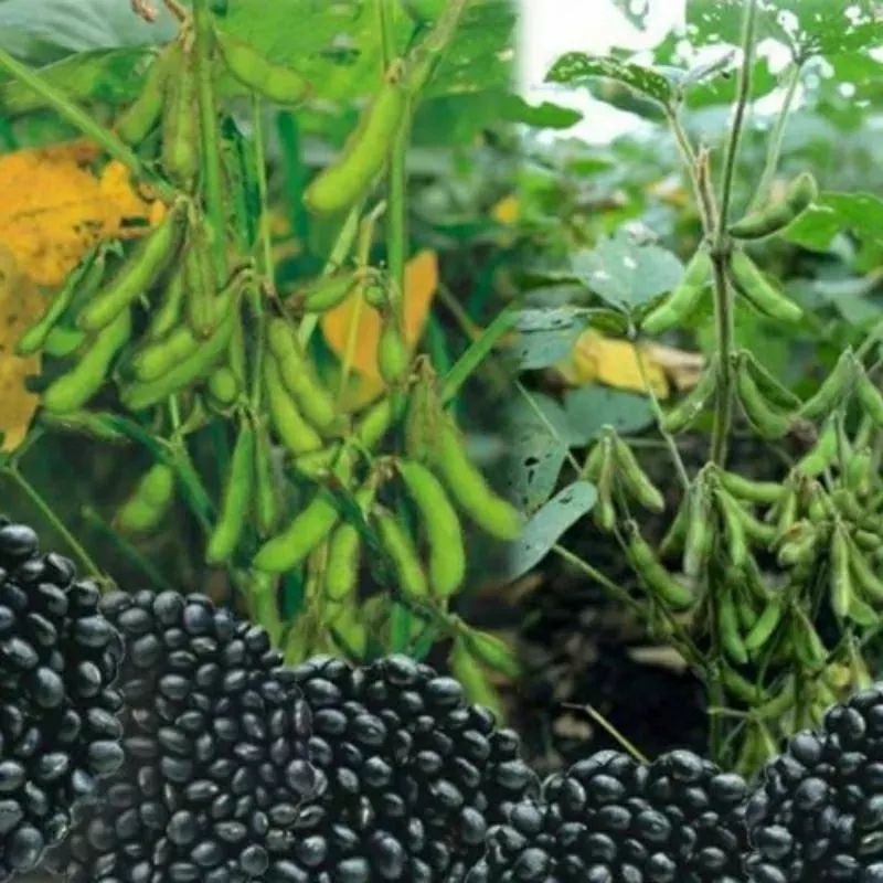 Jual 10 biji benih/bibit Kedelai Hitam | Shopee Indonesia