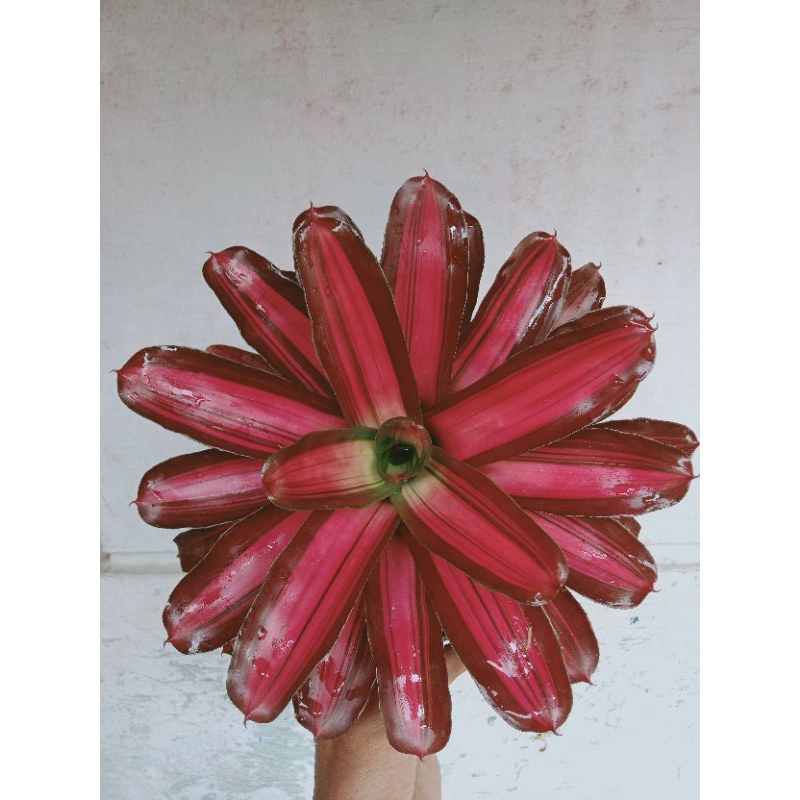 Jual Tanaman bromelia threecolor super red, bromelia tricolor besar ...