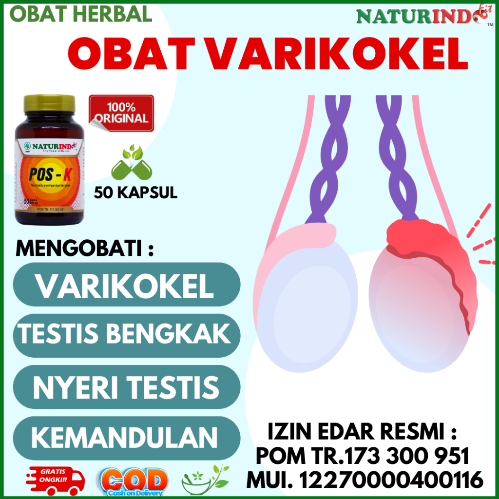 Jual Obat Varikokel Herbal Testis Bengkak Pembengkakan Pada Pembuluh ...