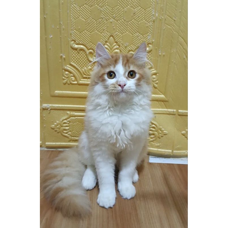 Jual kucing persian long hair kitten jantan | Shopee Indonesia