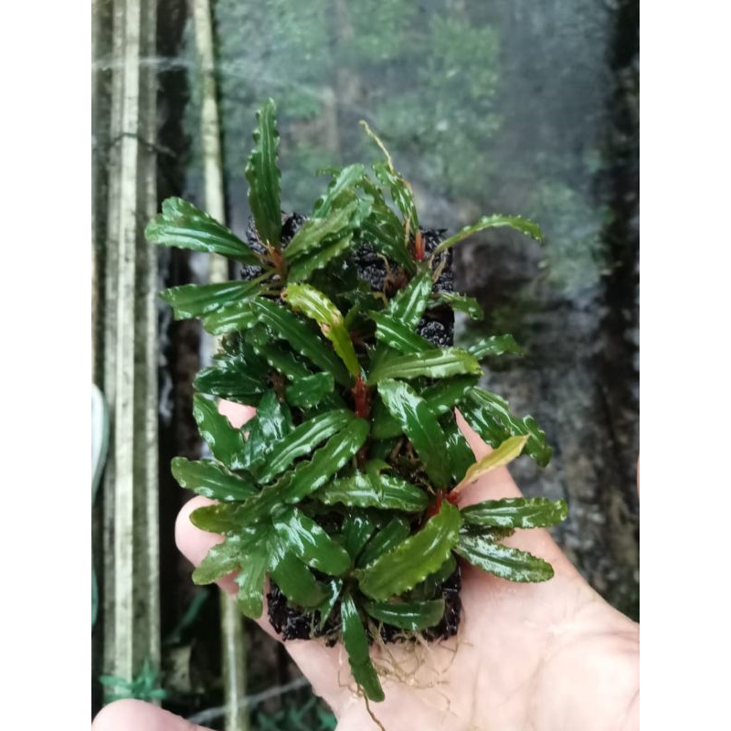 Jual Buce Bucephalandra Tanaman Aquascape Media Pakis Istimewa | Shopee ...