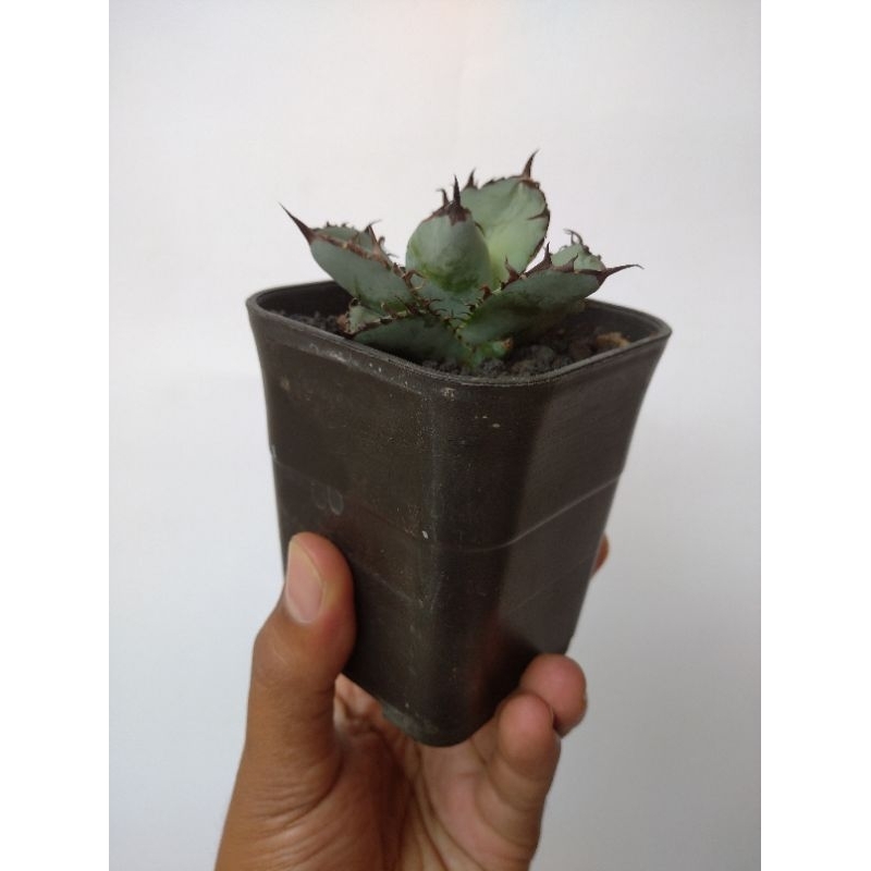 Jual agave titanota blue ball (Small) | Shopee Indonesia
