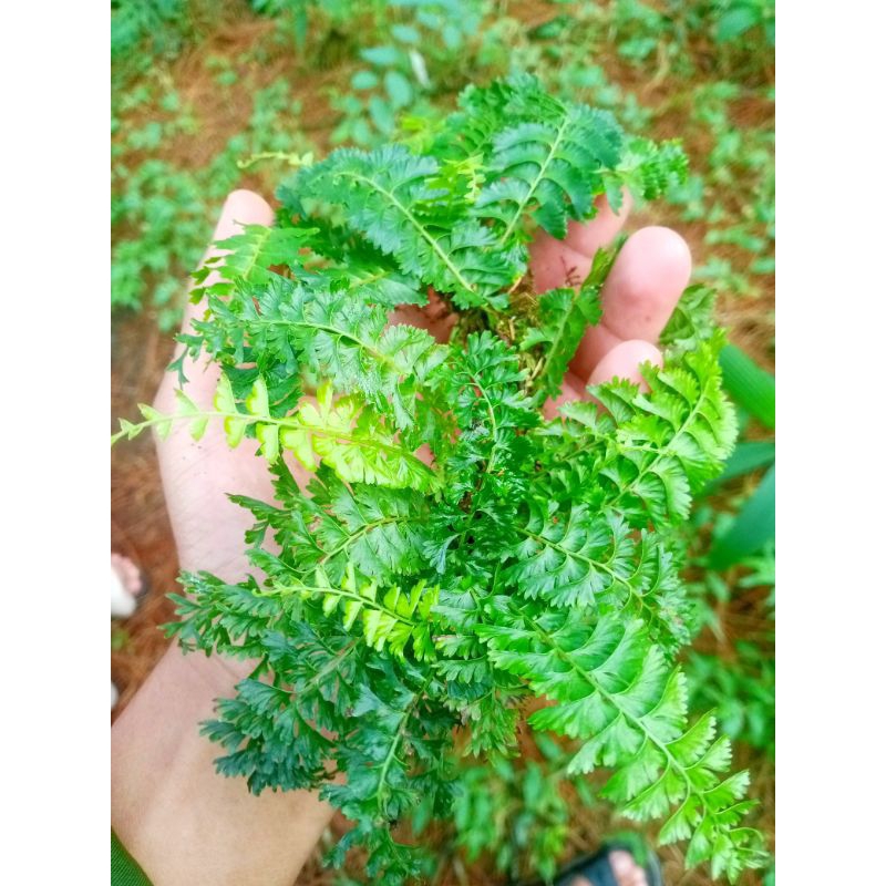 Jual pakis darat paludarium | Shopee Indonesia