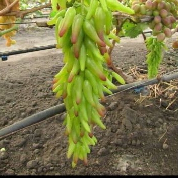 Jual Jenis anggur Jari | Shopee Indonesia