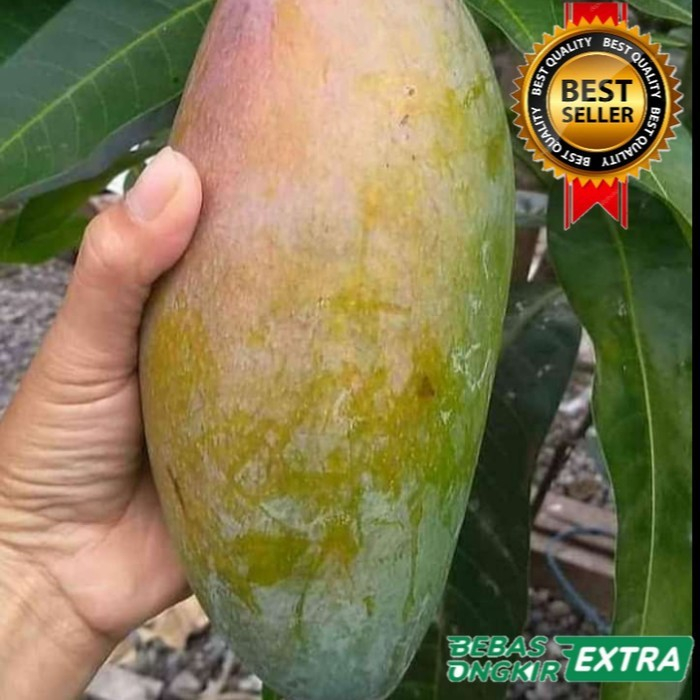 Jual Pohon Buah / Mangga Mahatir | super unggul | okulasi | Jaminan cepat berbuah | Shopee Indonesia