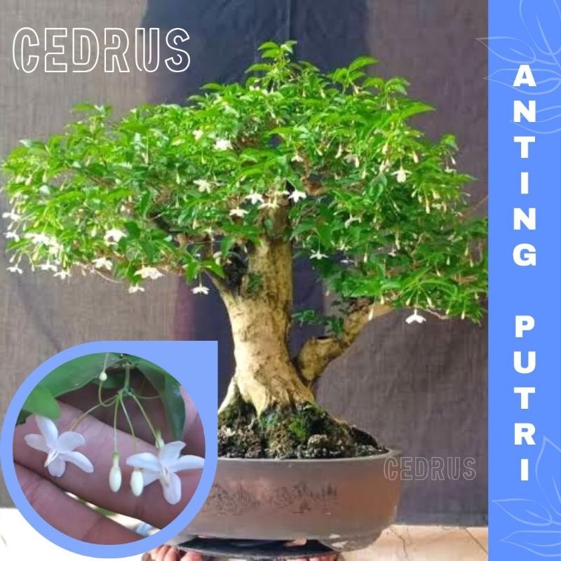 Jual Anting Putri Bonsai Benih Biji Pohon Bunga Shopee Indonesia