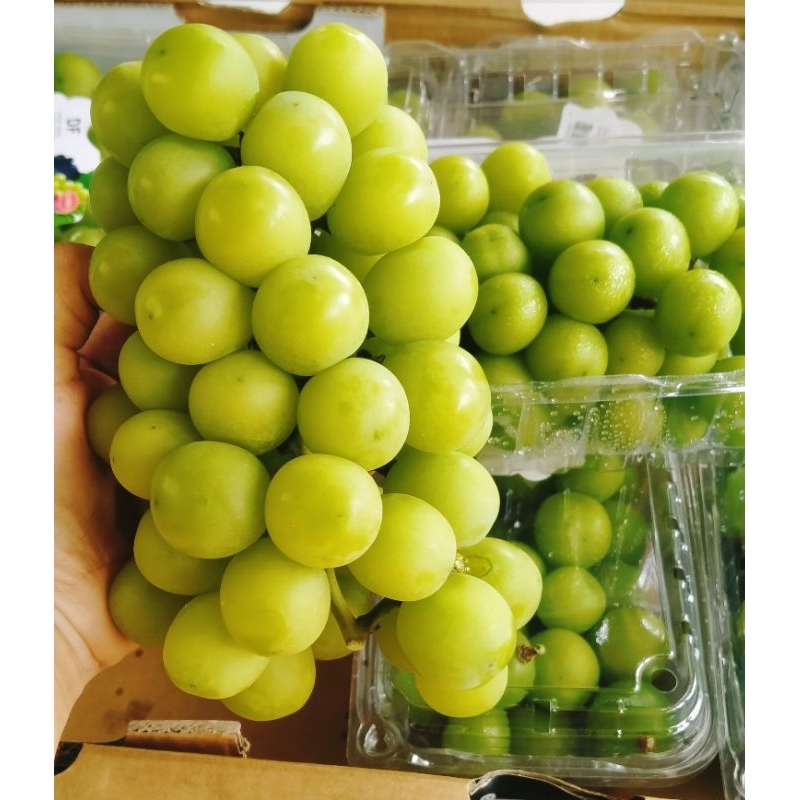 Jual ANGGUR HIJAU MUSCAT | Shopee Indonesia