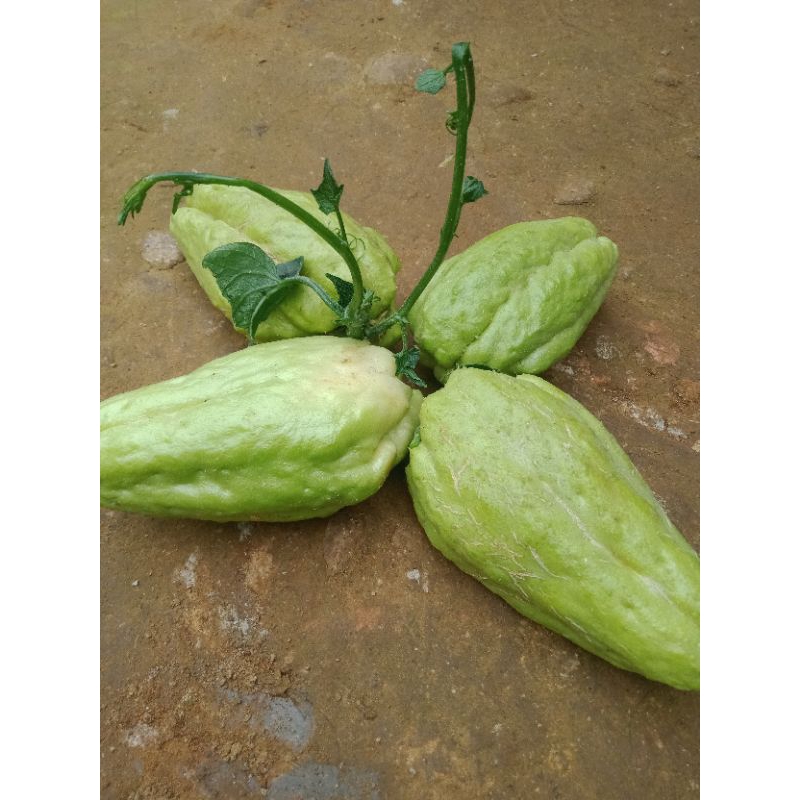 Jual Bibit labu siam buah lebat per 1 pcs | Shopee Indonesia