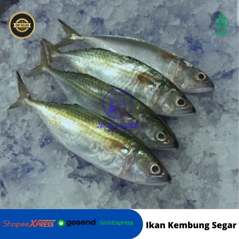 Jual Ikan Kembung/ Kembung Banjar/ Ikan Kembung Segar | Shopee Indonesia