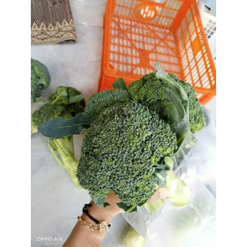 Jual Brokoli lokal segar 500gr | Shopee Indonesia