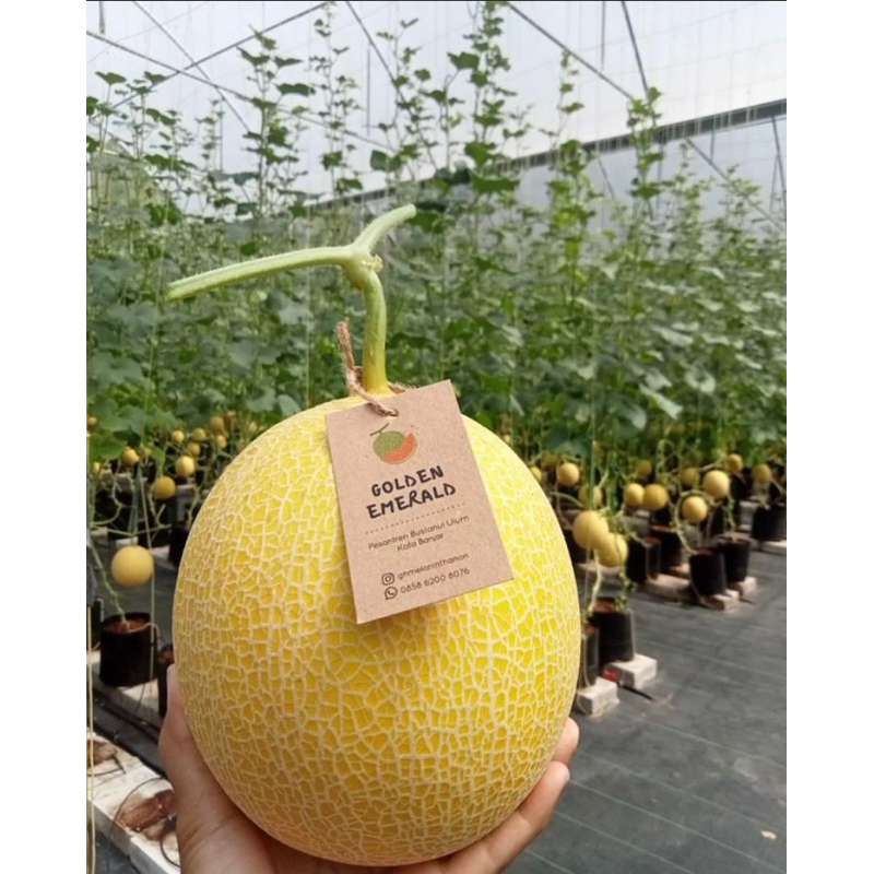 Jual Melon Inthanon (Golden emerald melon sultan) | Shopee Indonesia