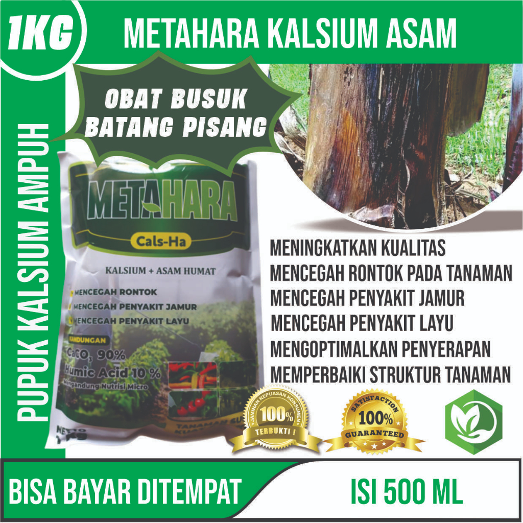 Jual Obat Busuk Batang Pisang – Pupuk Kalsium Ampuh Mengatasi Hama ...