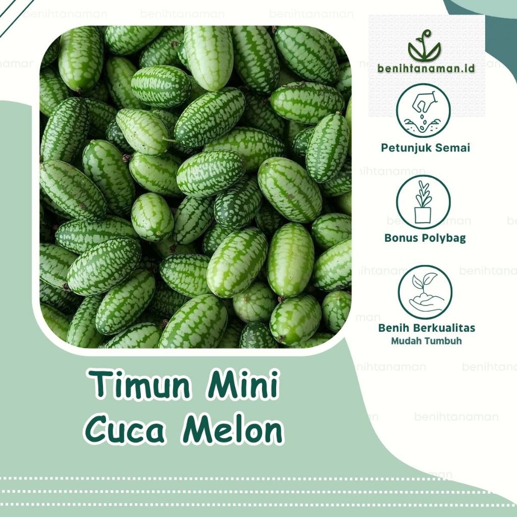 Jual 3 Biji - Benih Timun Mini Cuca Melon | Shopee Indonesia