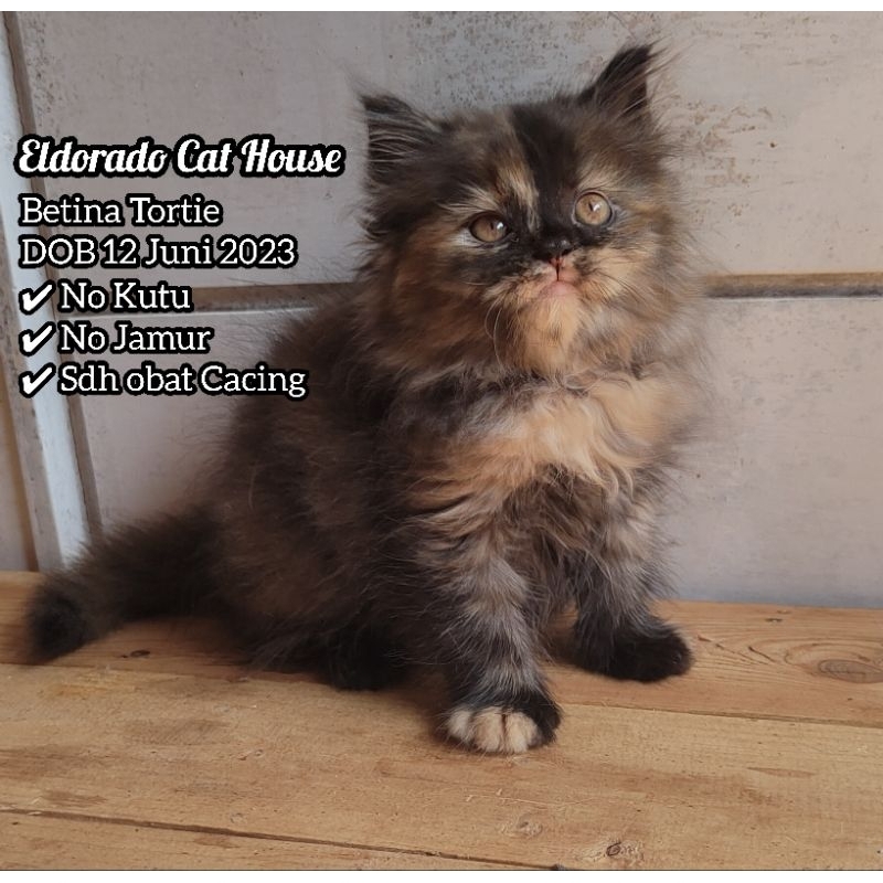 Jual Kucing Persia Betina Semi Flatnose keturunan Peaknose x Medium ...