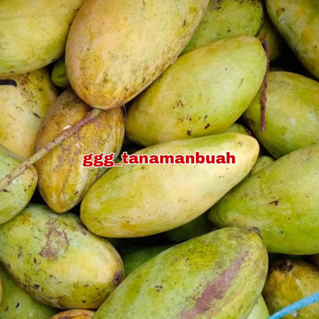 Jual Bibit Mangga Madu 1 Meter Super Okulasi Ukuran besar | Shopee ...