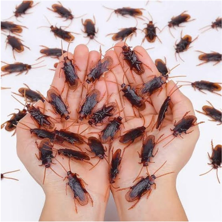Jual Mainan kecoa karet | Shopee Indonesia
