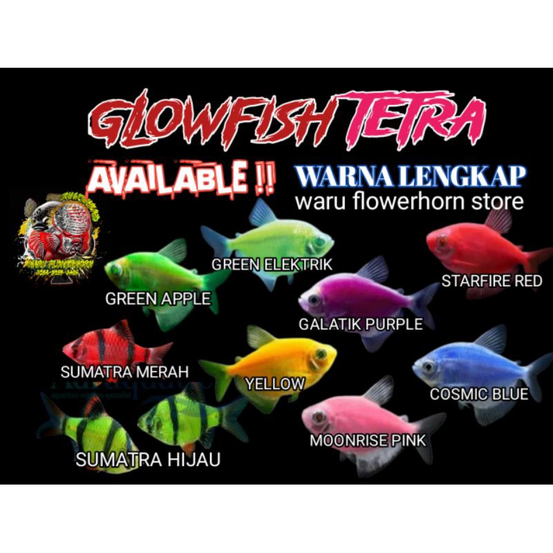 Jual Semua jenis ikan hias air tawar, ikan warna warni / glowfish tetra ... Jual Semua jenis ikan hias air tawar, ikan warna warni / glowfish tetra ...