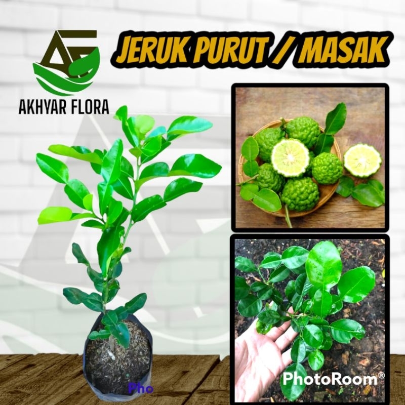 Jual Bibit Jeruk Purut Pohon Jeruk Purut Tanaman Buah Jeruk Purut Jeruk