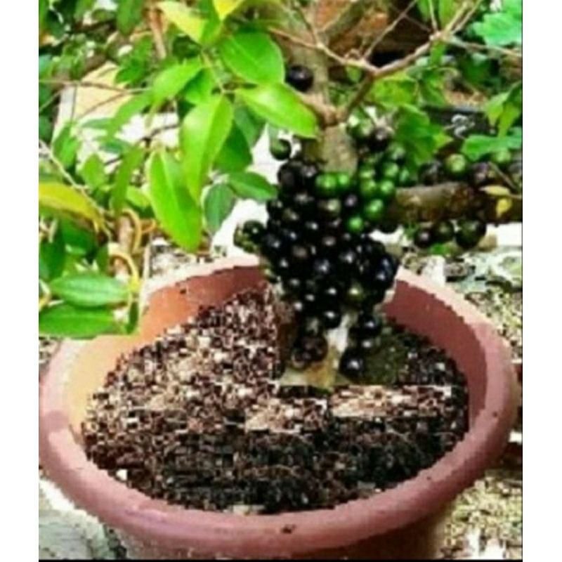 Jual TANAMAN ANGGUR BRAZIL | Shopee Indonesia