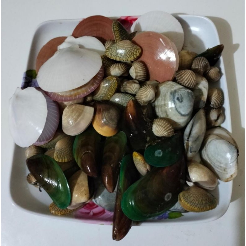 Jual Paket Seafood Mix 5/6 Jenis Kerang Mentah / Kerang Batik / Kerang ...