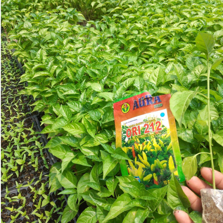 Jual Bibit Cabe Rawit ORI 212 Unggul Siap Tanam (Beli 5 bonus 1 ...