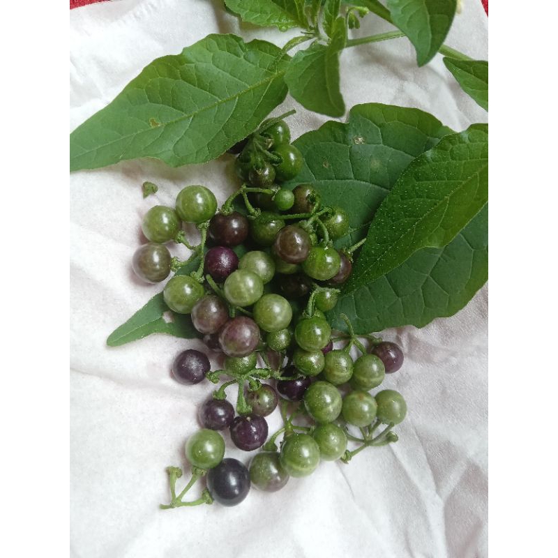 Jual Buah lenca /ranti hutan 50gr | Shopee Indonesia