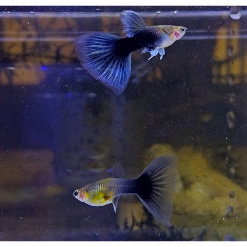 Jual ikan hias guppy HB BLUE hiasan aquarium,kolam dan aquascape sepasang jantan betina | Shopee ...