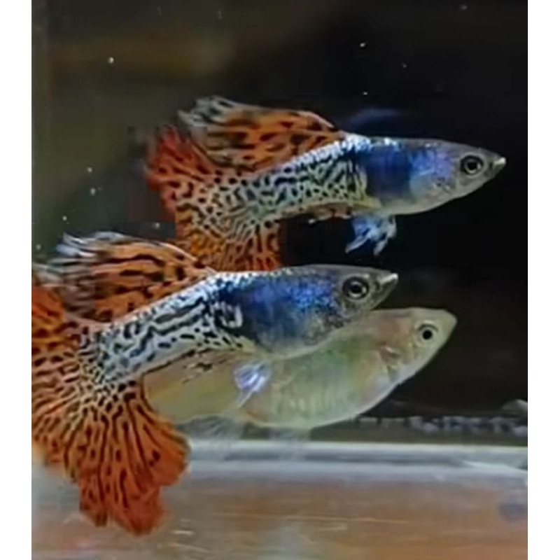 Jual ikan hias guppy MSSRL (metal snake skin red lace)hiasan aquarium,kolam dan aquascape ...