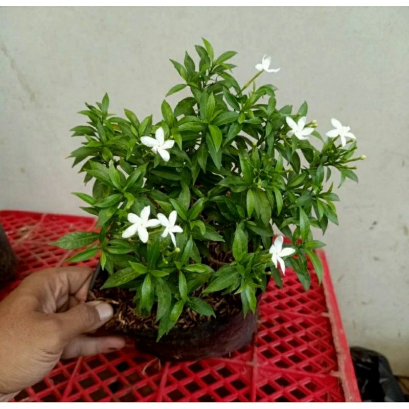 Jual Tanaman melati sabrina rombusa | Shopee Indonesia