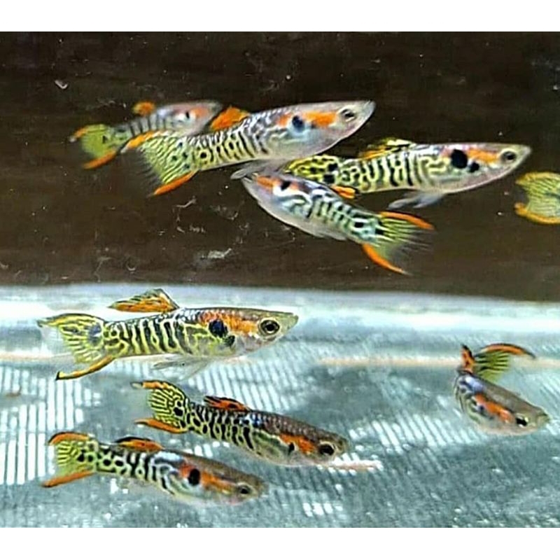 Jual ikan hias guppy mini tiger hiasan aquarium,kolam dan aquascape sepasang jantan betina ...