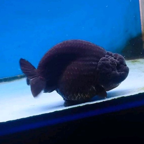 Jual Ranchu black solid / rancu hitam black solid / ikan mas koki ...