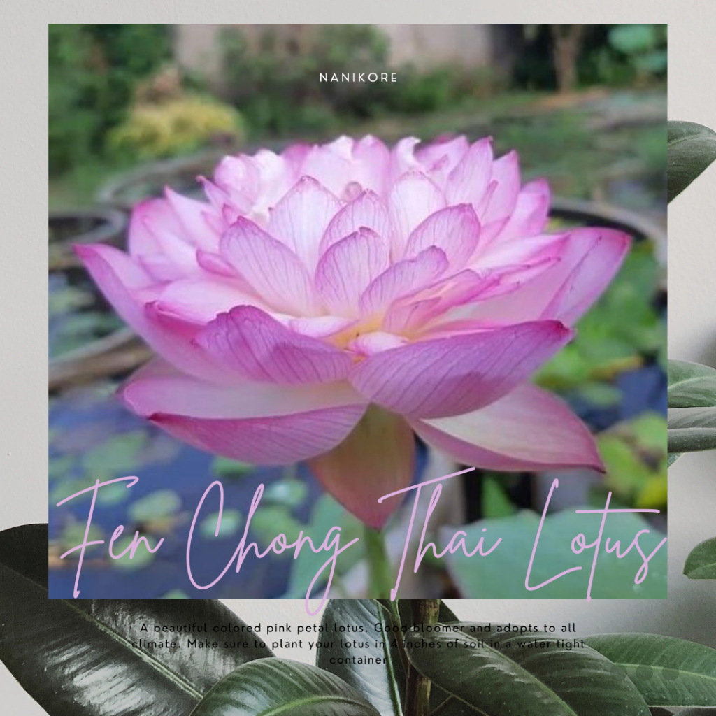 Jual (Isi 3) Benih Biji Tanaman Teratai Lotus Import Fen Chong Thai ...